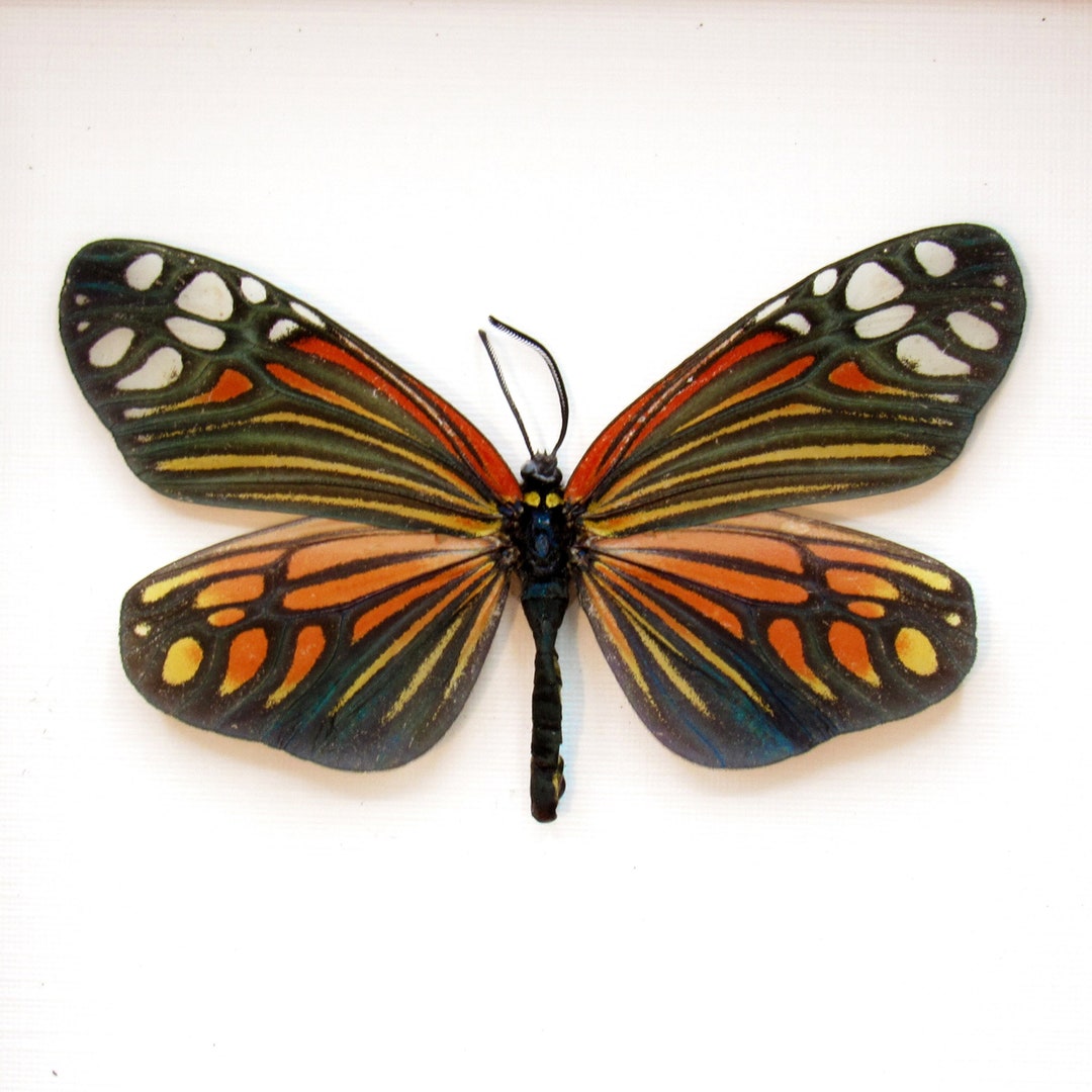 Rare Red Zygaenid Moth Framed Taxidermy Campylotes Histrionicus - Etsy