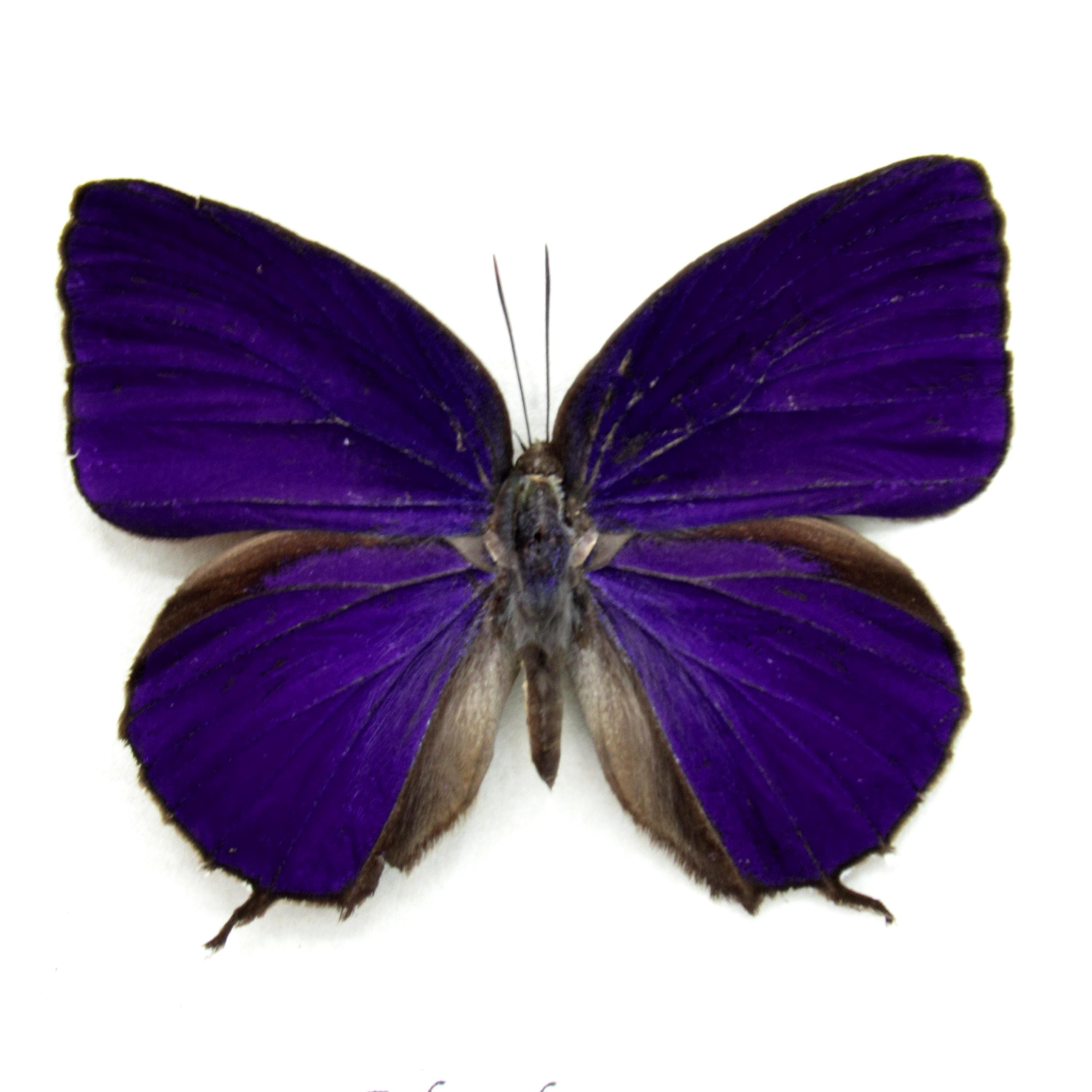 Real Purple Butterfly Images Blue Butterfly Flying Stock Photos,