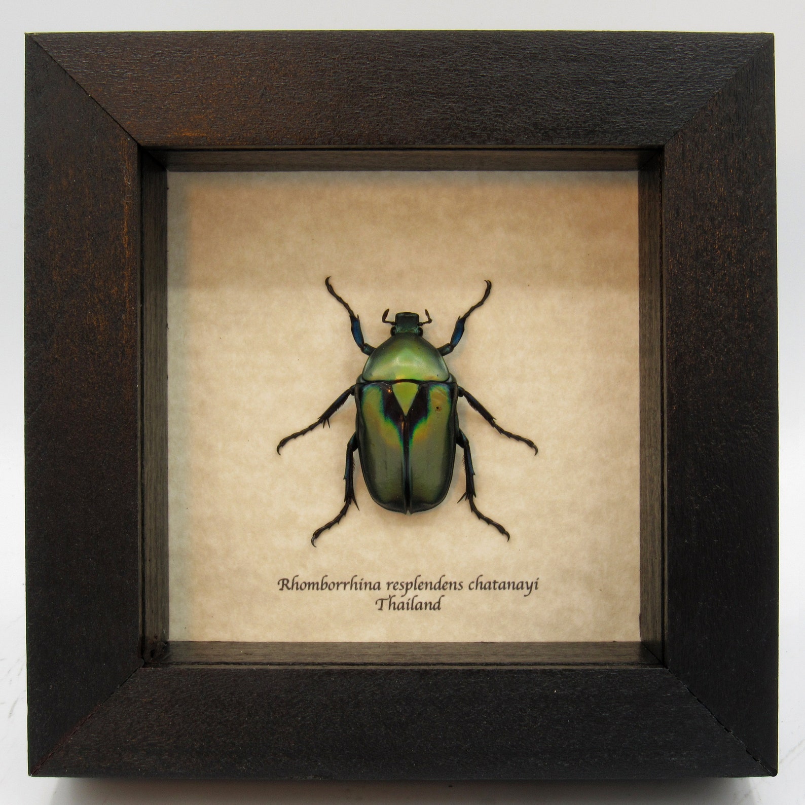 Real metallic scarab beetle framed Rhomborrhina resplendens | Etsy