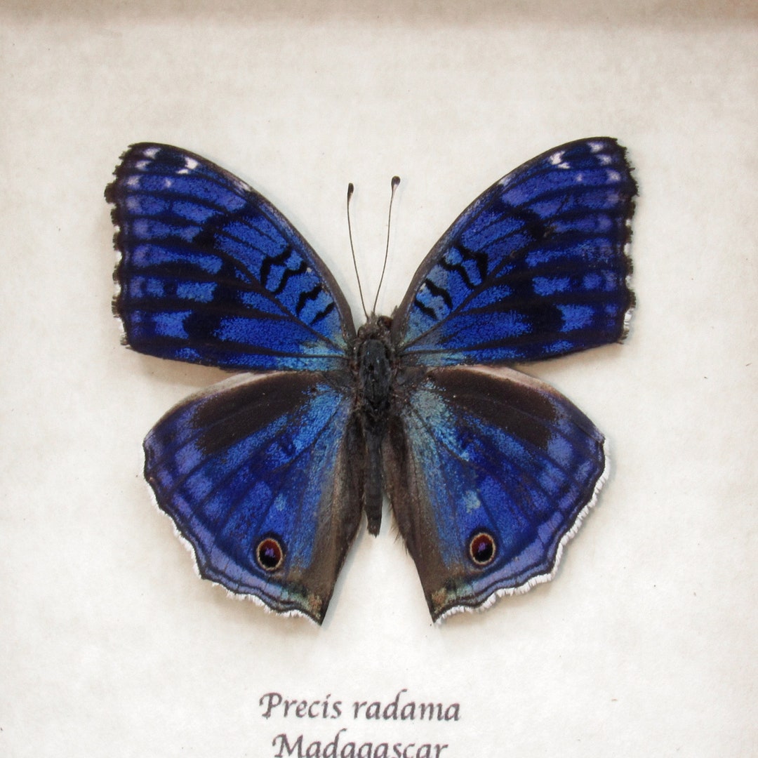 Real Blue Butterfly Framed Taxidermy - Junonia Rhadama - Etsy