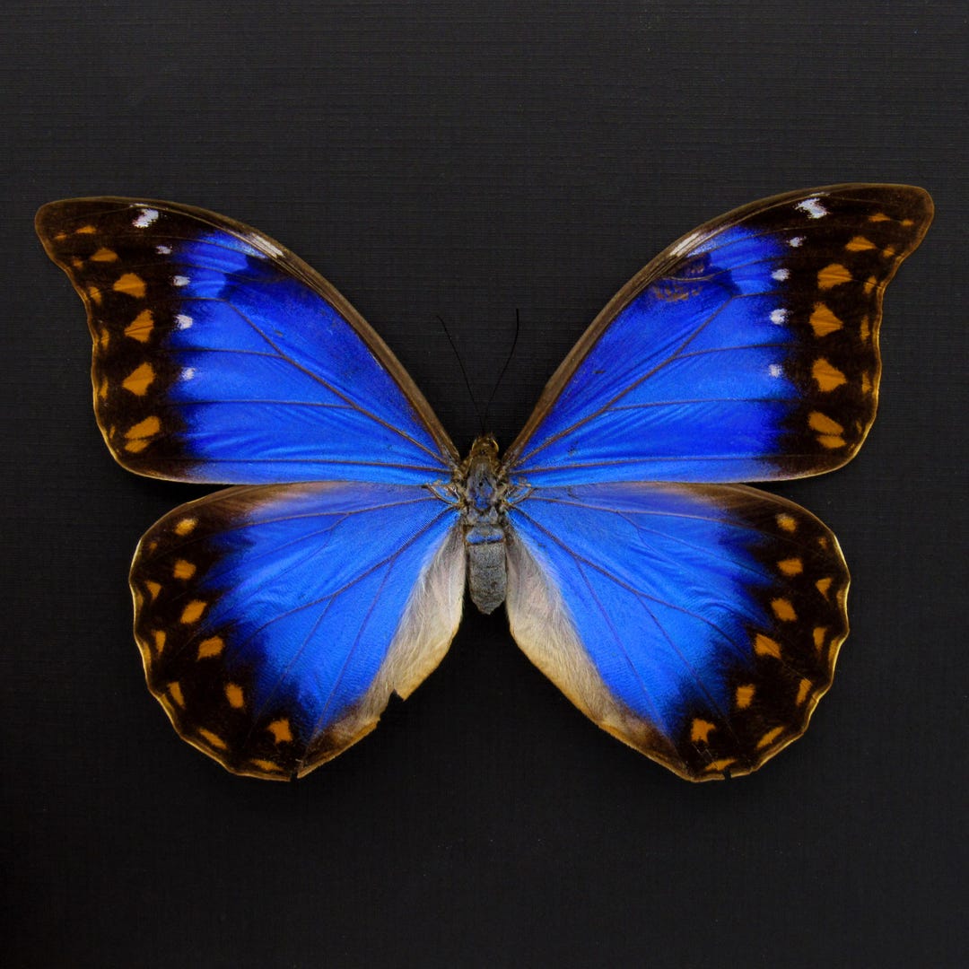 Very Rare Metallic Blue/violet Morpho Butterfly Framed Taxidermy ...