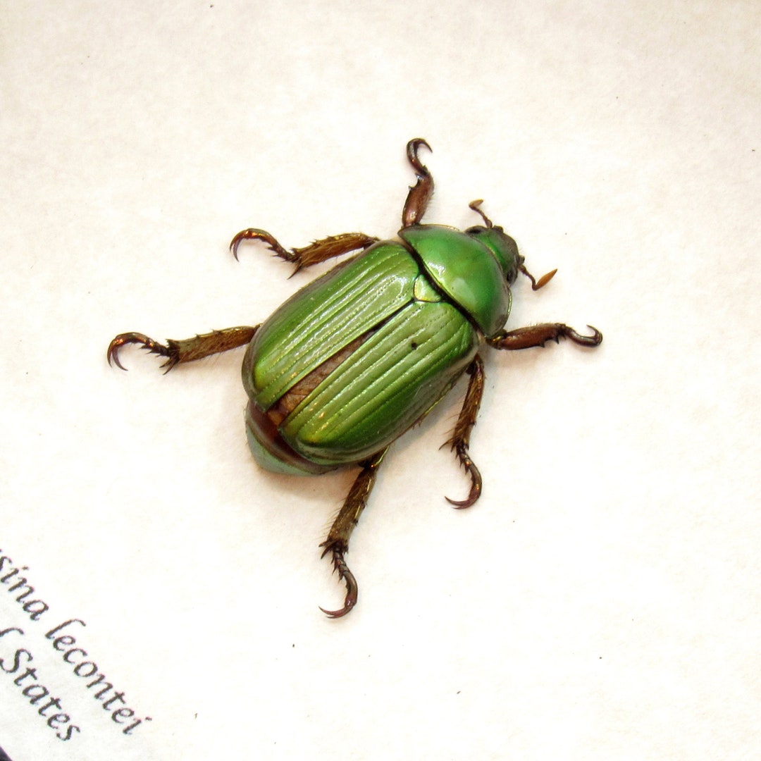 Real Jewel Scarab Beetle Framed - Chrysina Lecontei - Etsy