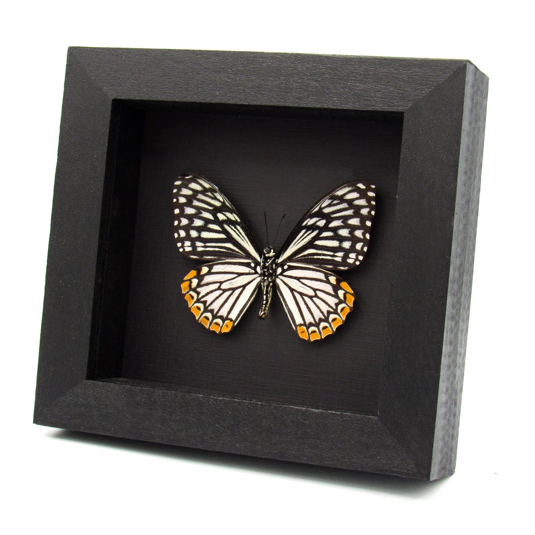 Real Common Mime Swallowtail Butterfly Framed Taxidermy - Papilio ...