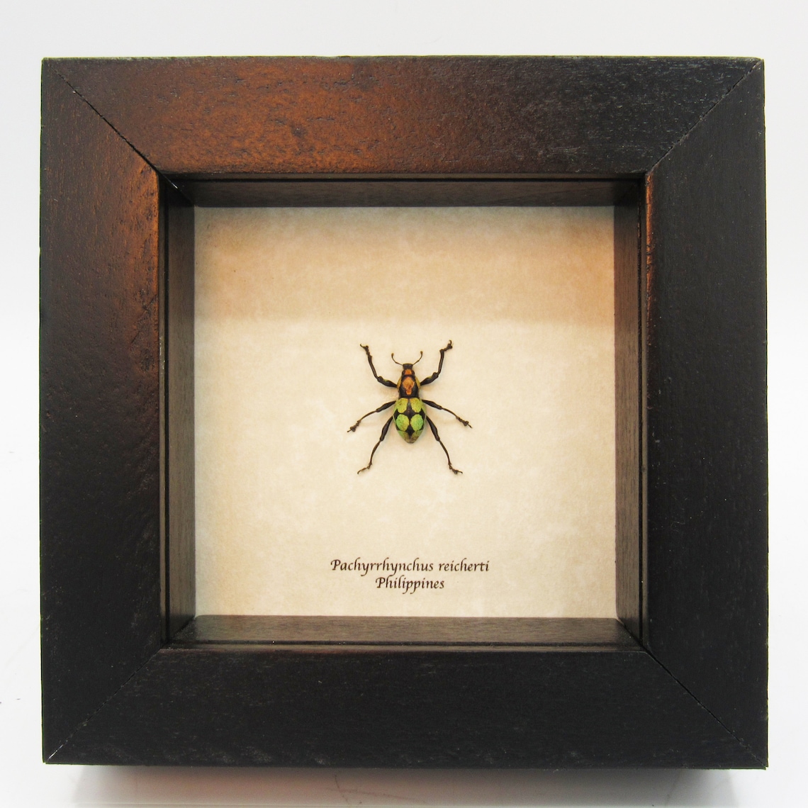 WEEVIL MANIA Rare glitter weevil framed Pachyrrhynchus | Etsy