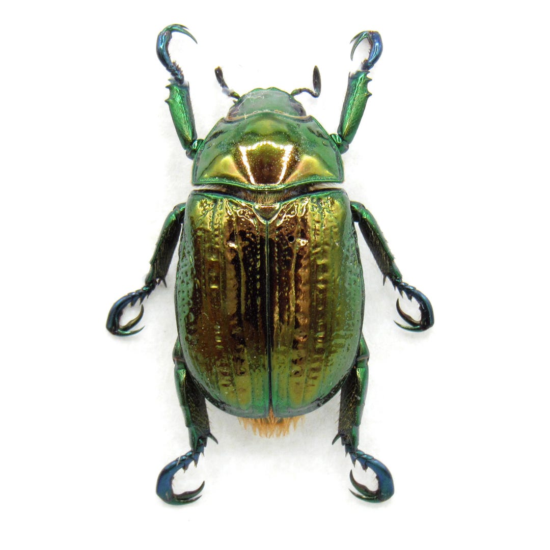 Rare Metallic Green Scarab Beetle Framed Taxidermy - Epichalcoplethis ...