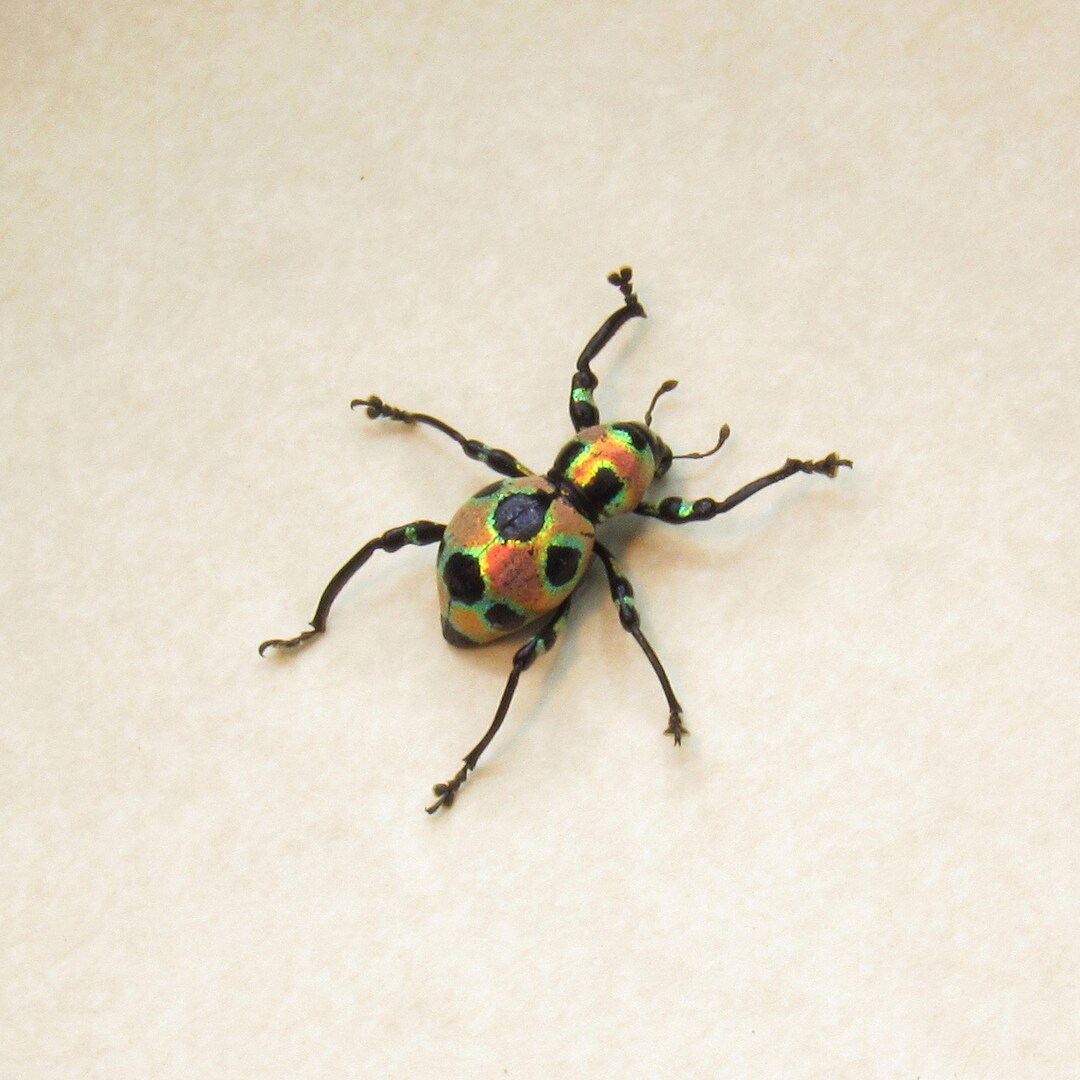 WEEVIL MANIA Real Pink Metallic Beetle Framed Taxidermy Pachyrrhynchus ...