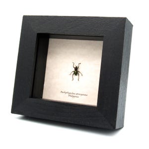Rare Metallic Purple Weevil Beetle Framed Specimen - Pachyrhynchus ...