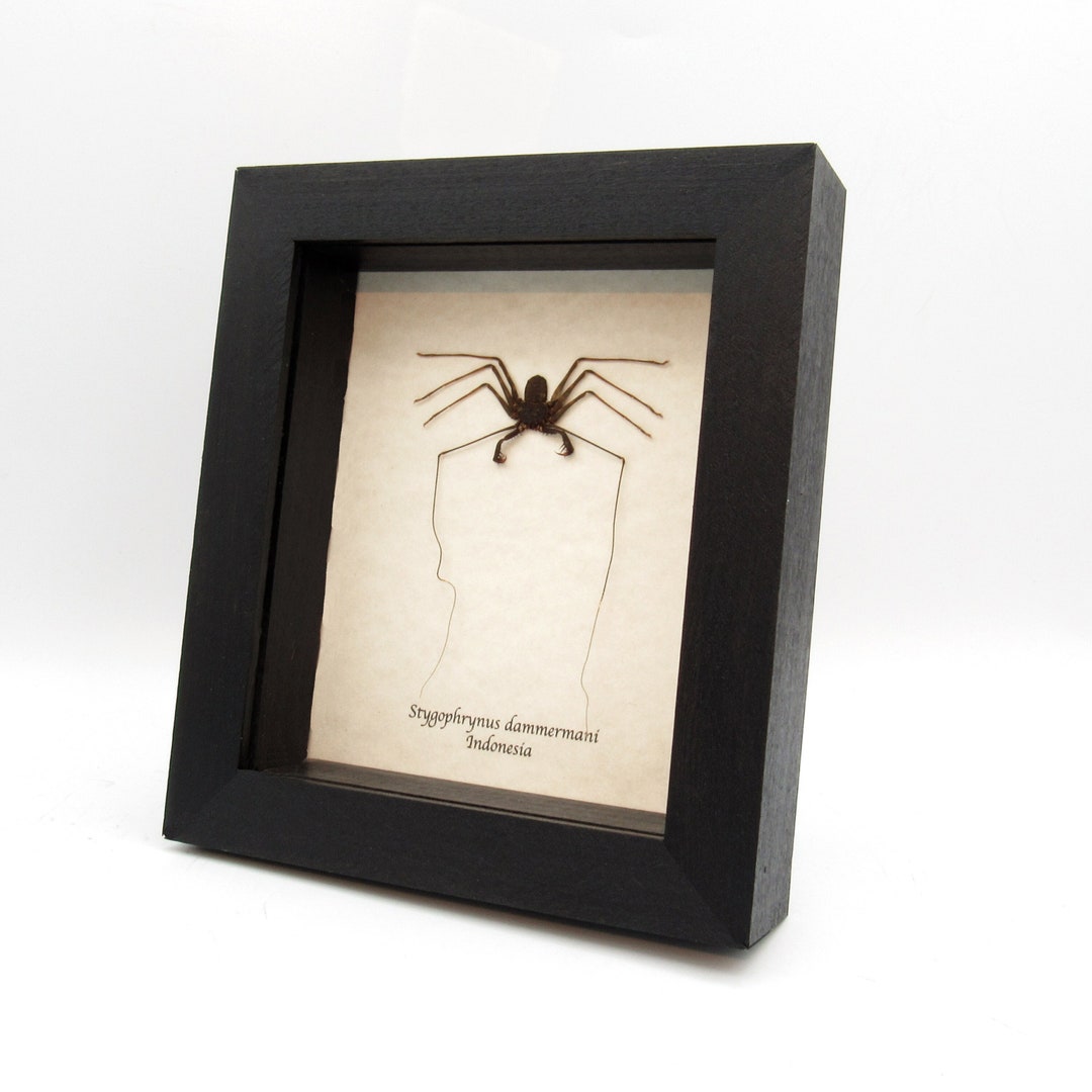 Real Whip Scorpion Framed Taxidermy Stygophrynus Dammermani - Etsy