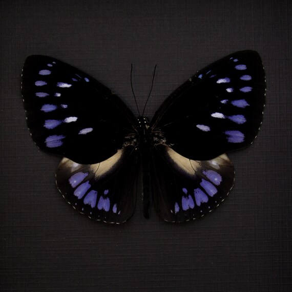 Real Purple Butterfly