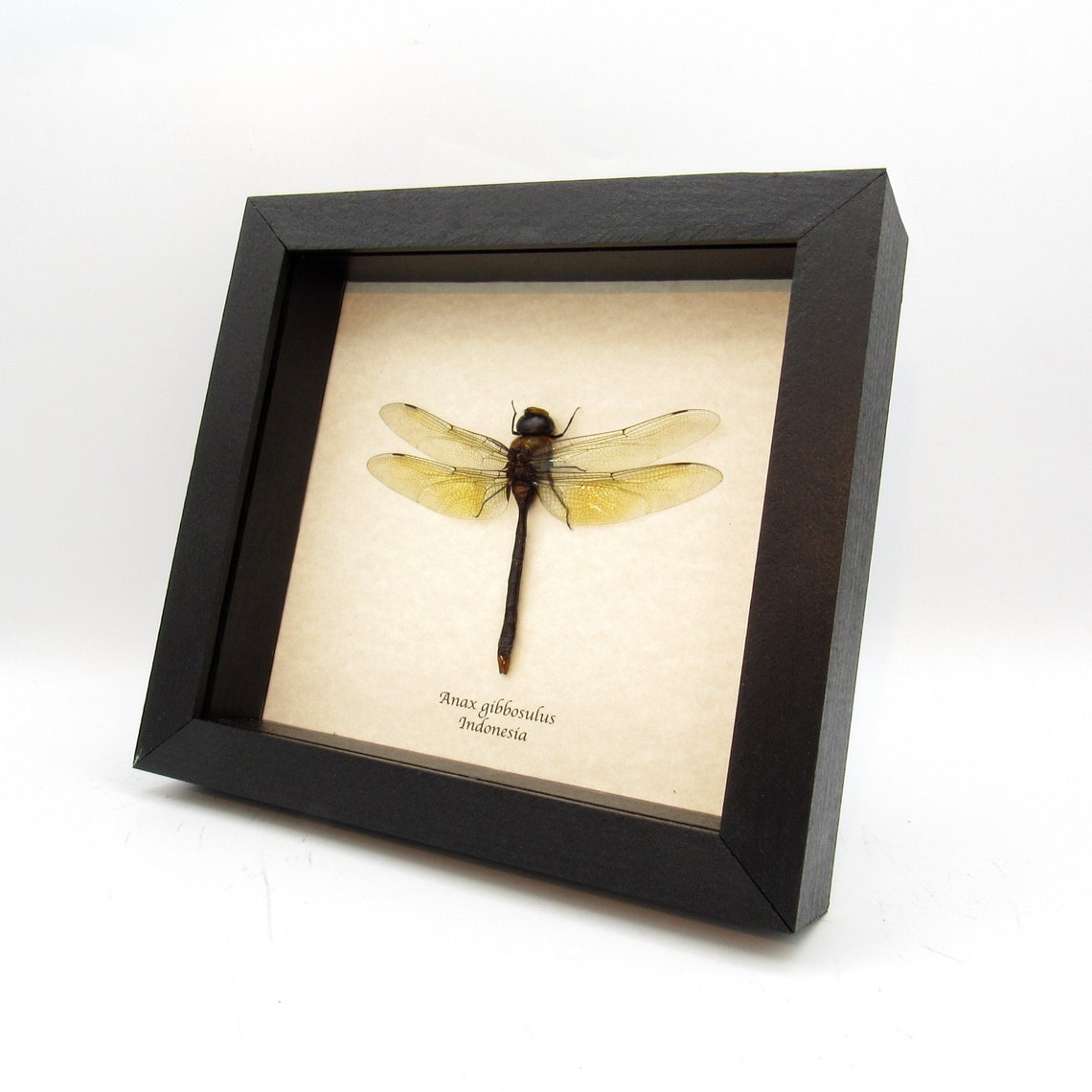 Real Giant Darner Dragonfly Taxidermy Anax Gibbosulus - Etsy