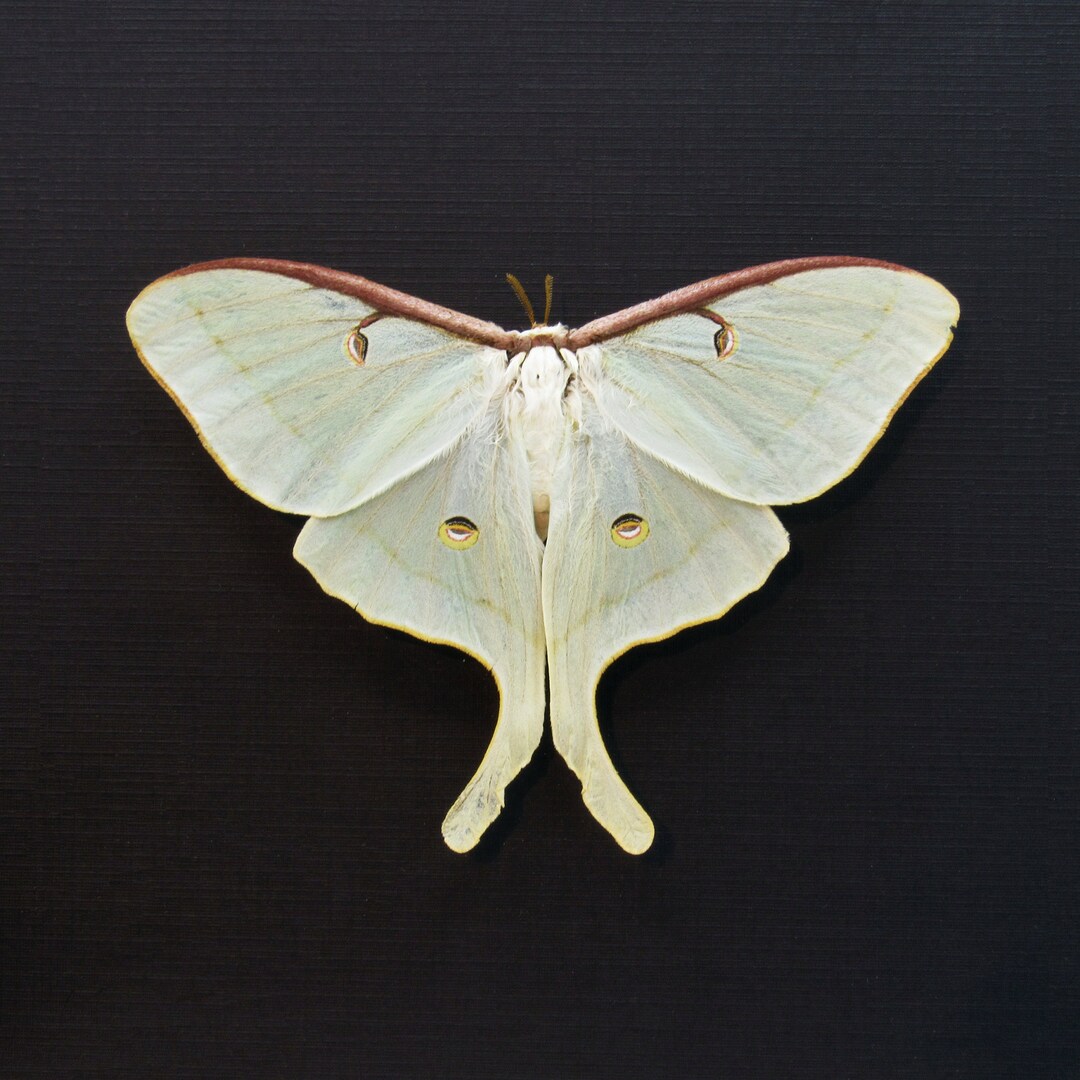 Very Large Real Luna Moon Moth Framed Taxidermy Actias Luna - Etsy