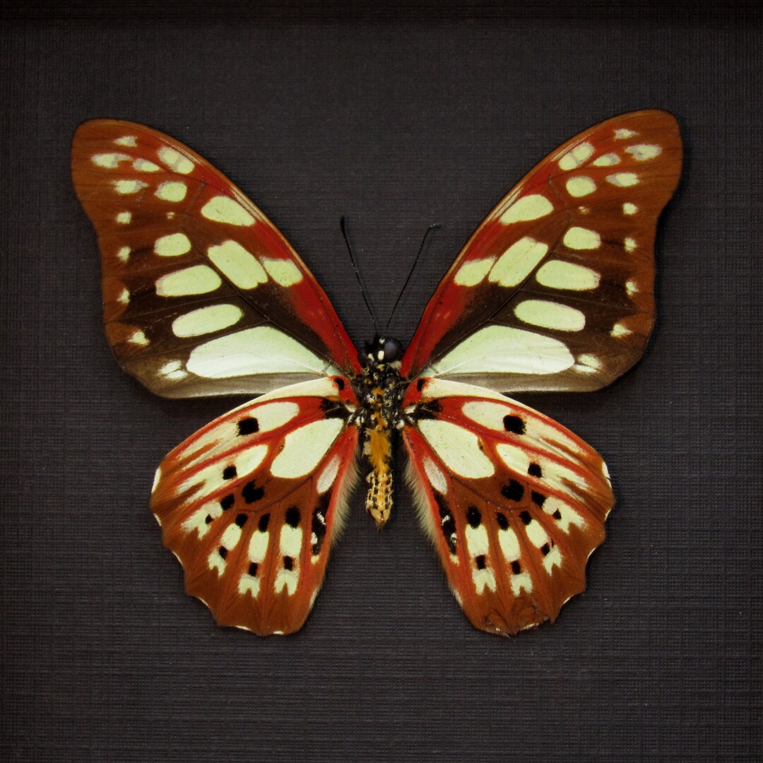 Real Red Butterfly Framed Taxidermy Graphium Cyrnus - Etsy