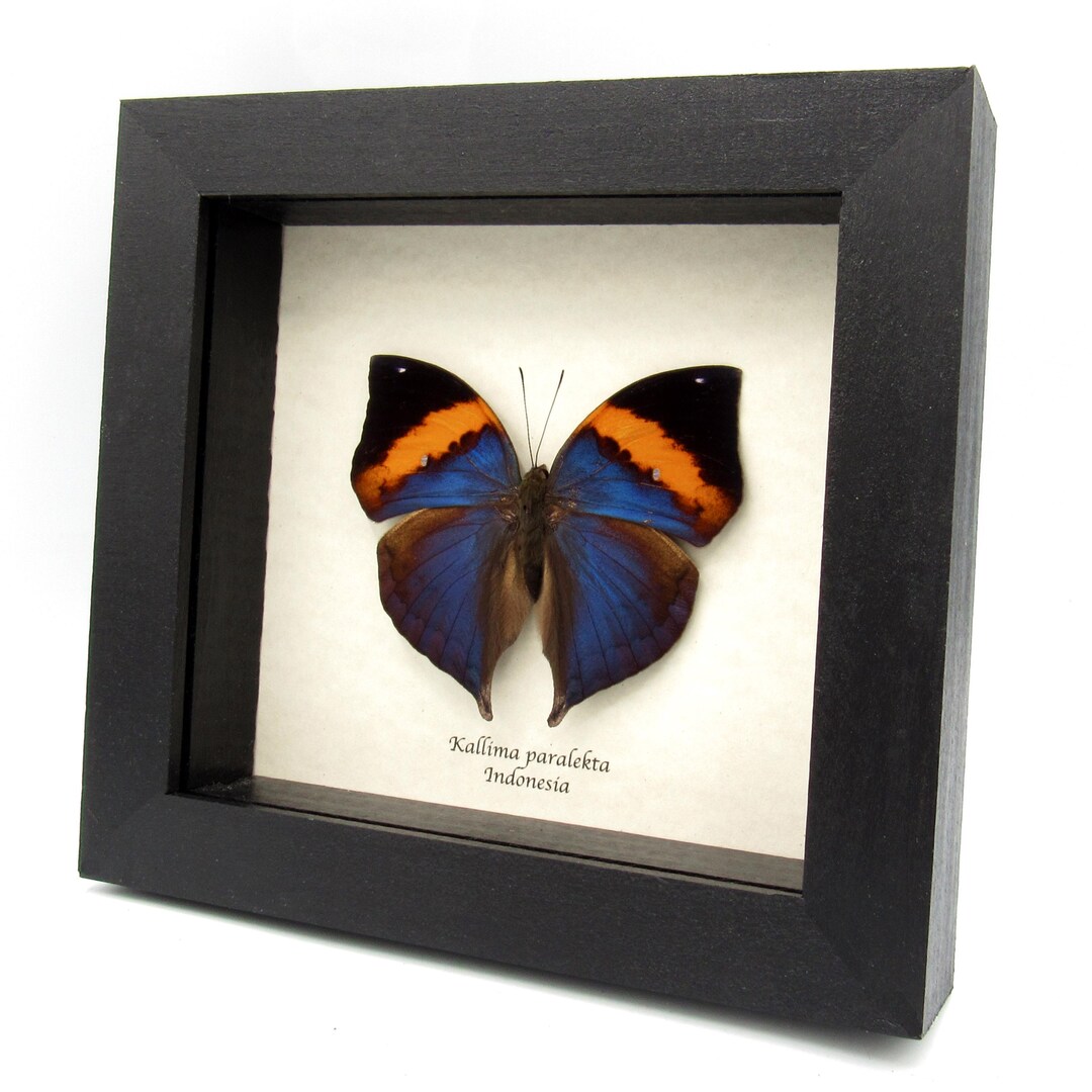 Rare Blue Indian Leafwing Butterfly Taxidermy - Kallima Paralekta - Etsy
