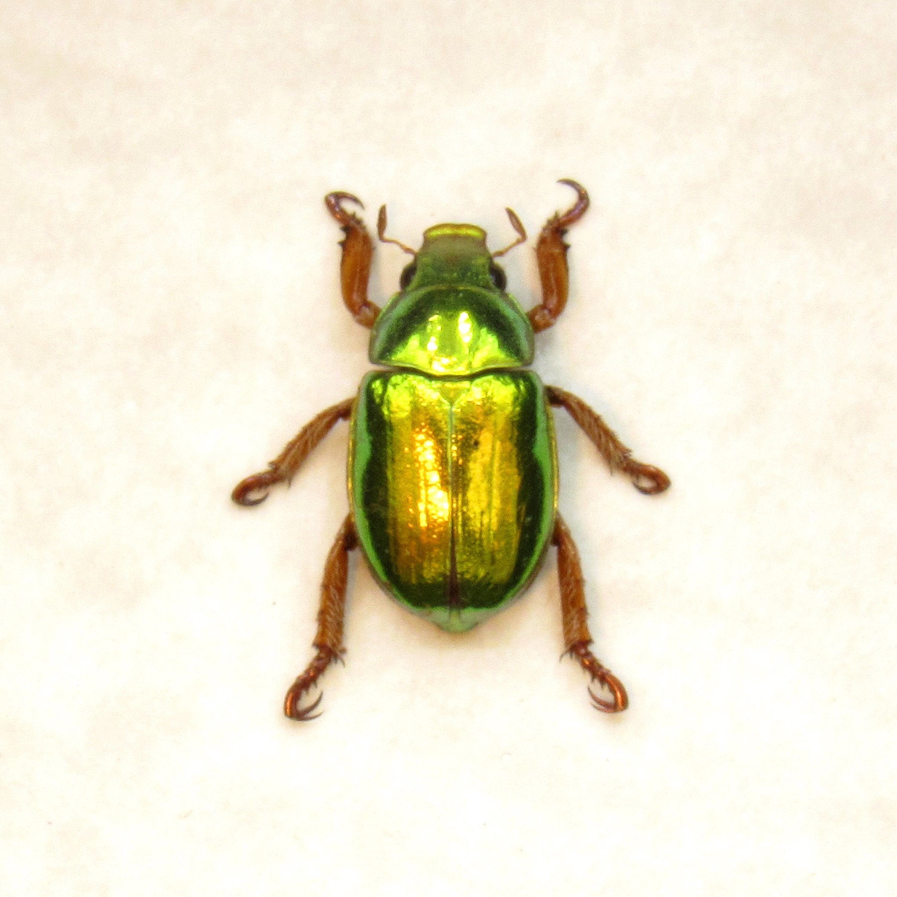 Rare Australian Gold Christmas Scarab Beetle Framed Taxidermy ...