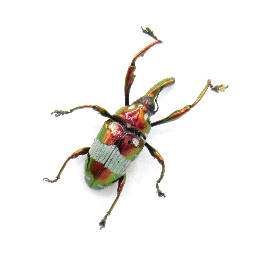 Real Long Snout Weevil Beetle Framed Specimen - Alcidodes Chalcomorphus ...