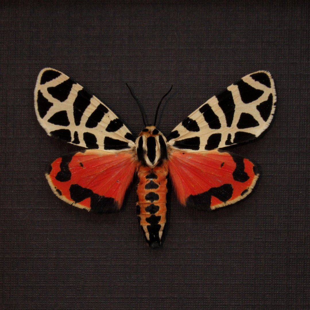 Real Red Tiger Moth Framed Taxidermy Grammia Incorrupta Red Form - Etsy ...