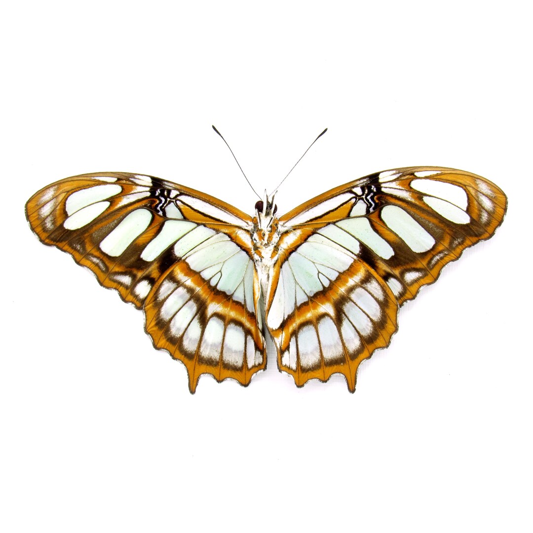 Real Green Malachite Butterfly Framed Taxidermy - Victorina Stelenes ...