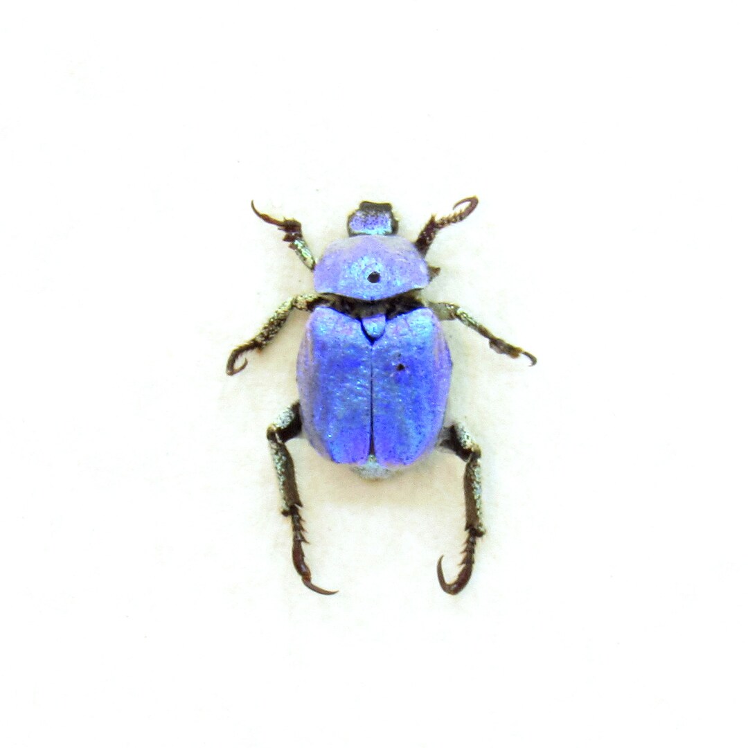 Real Tiny Blue Scarab Beetle Framed Taxidermy - Hoplia Coerulea - Etsy