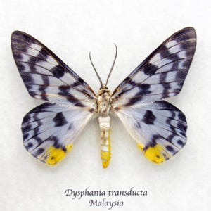Rare Ice Blue Moth Framed Taxidermy - Dysphania Transducta - Etsy