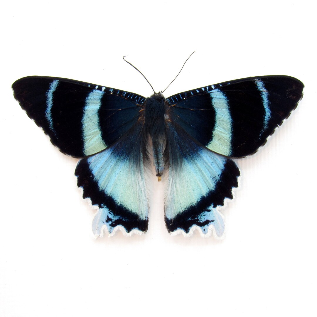 Real Blue Moth Framed Taxidermy Alcides Agathyrsus Victorian Mount ...