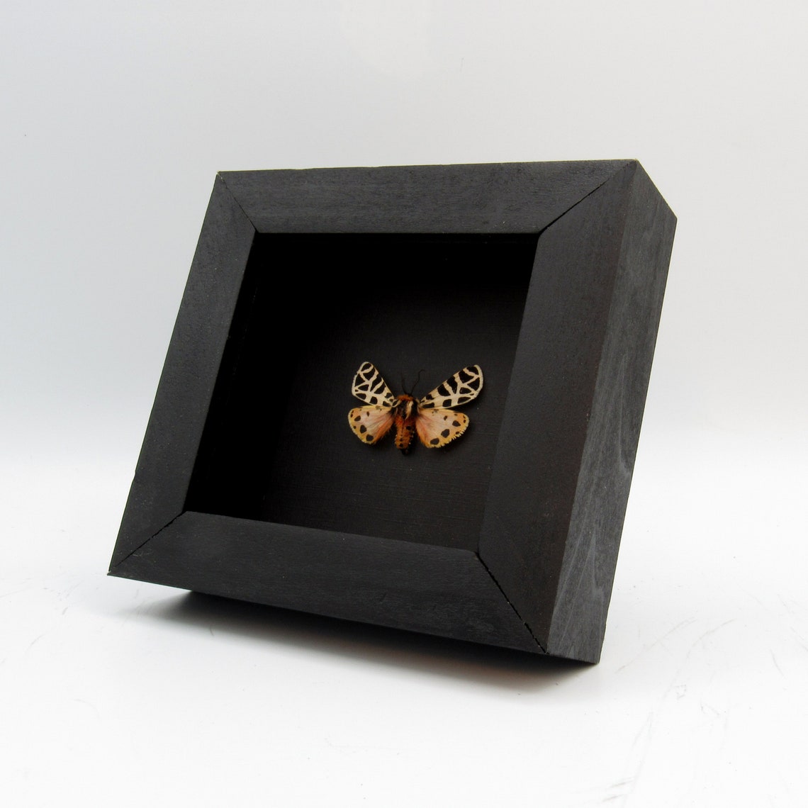 Rare Pink Tiger Moth Framed Taxidermy Grammia Incorrupta | Etsy