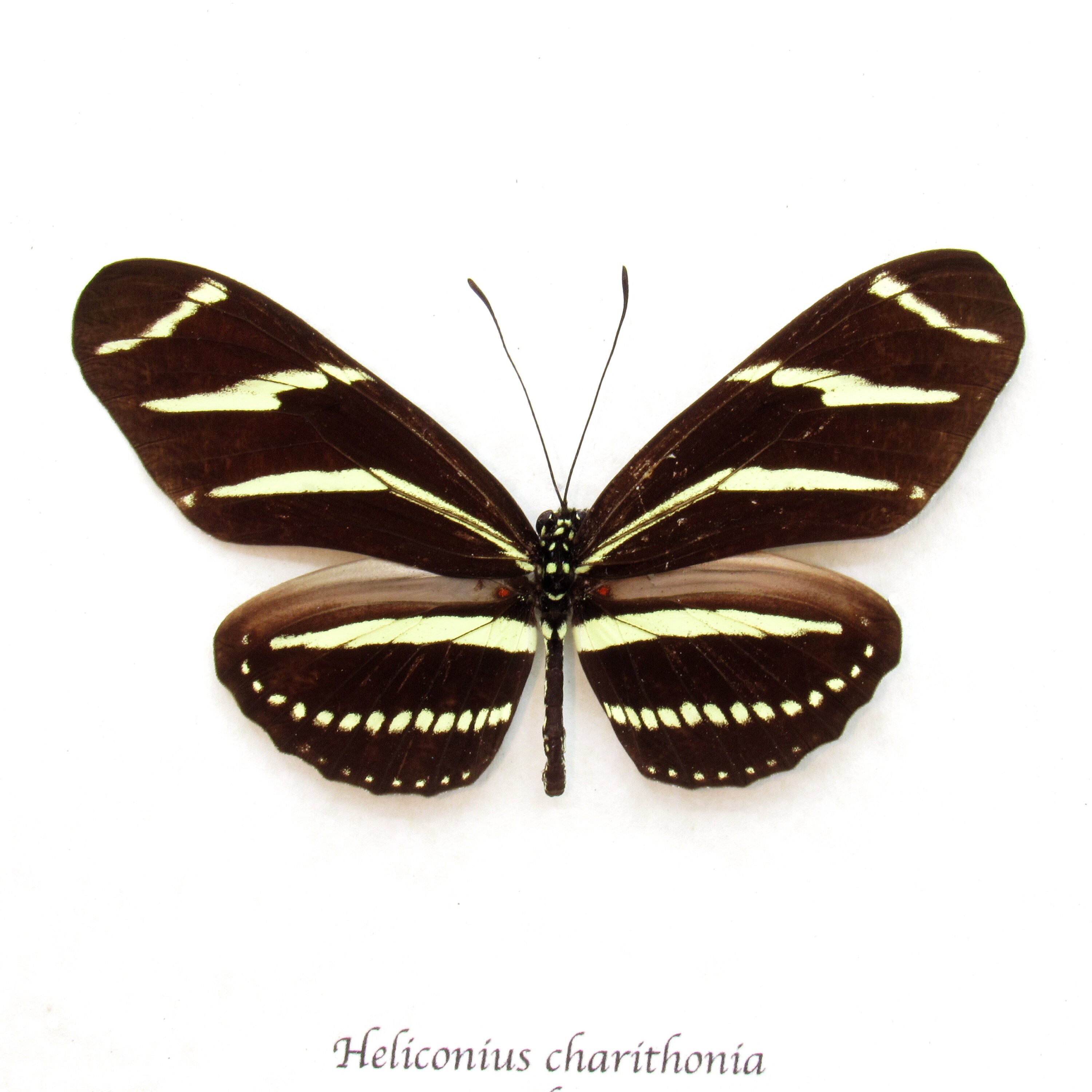 Zebra Longwing Butterfly Drawing