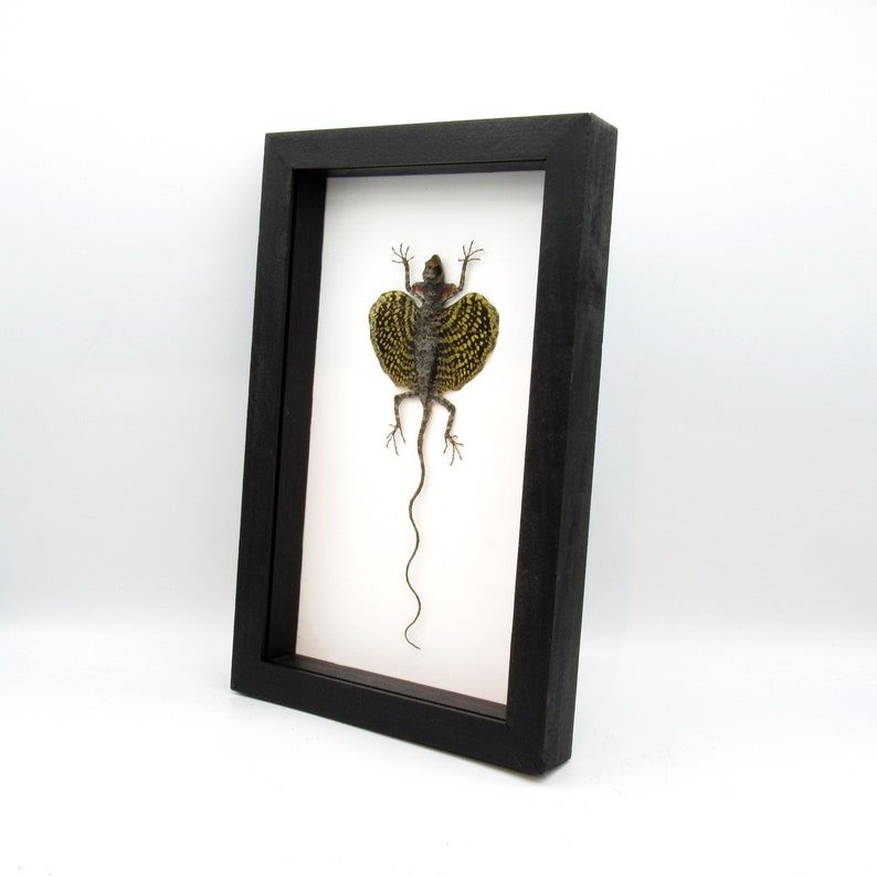 Real Flying Dragon Lizard Framed Taxidermy - Draco Volans Volans - Etsy