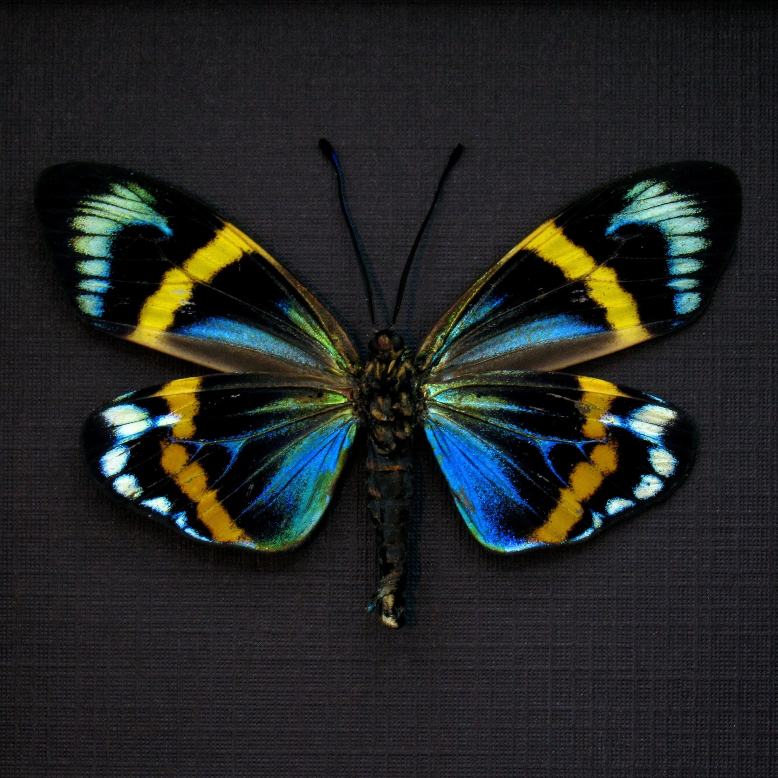 Real Metallic Day Moth Framed Taxidermy - Eterusia Repleta - Etsy