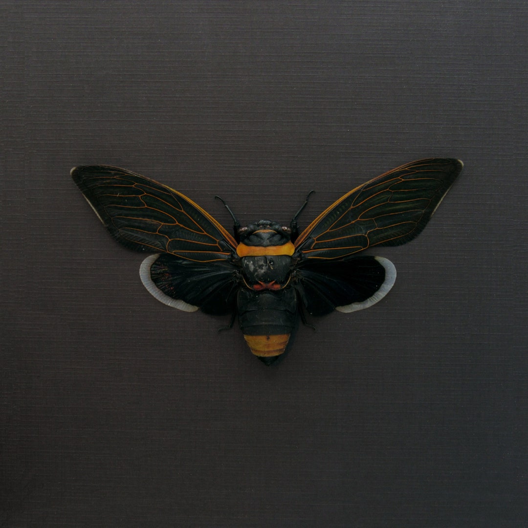 Rare Giant Black Rainforest Cicada Framed Taxidermy - Tacua Speciosa - Etsy