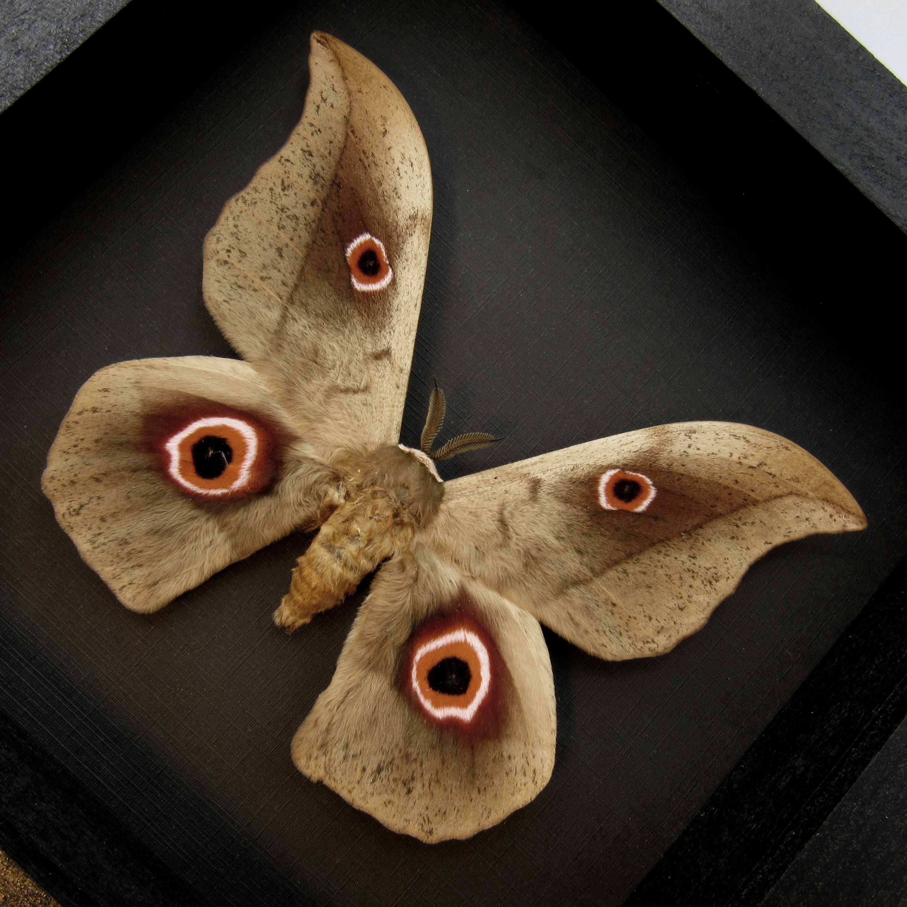 Rare Giant Emperor Moth Framed Taxidermy Lobobunaea Christyi | Etsy