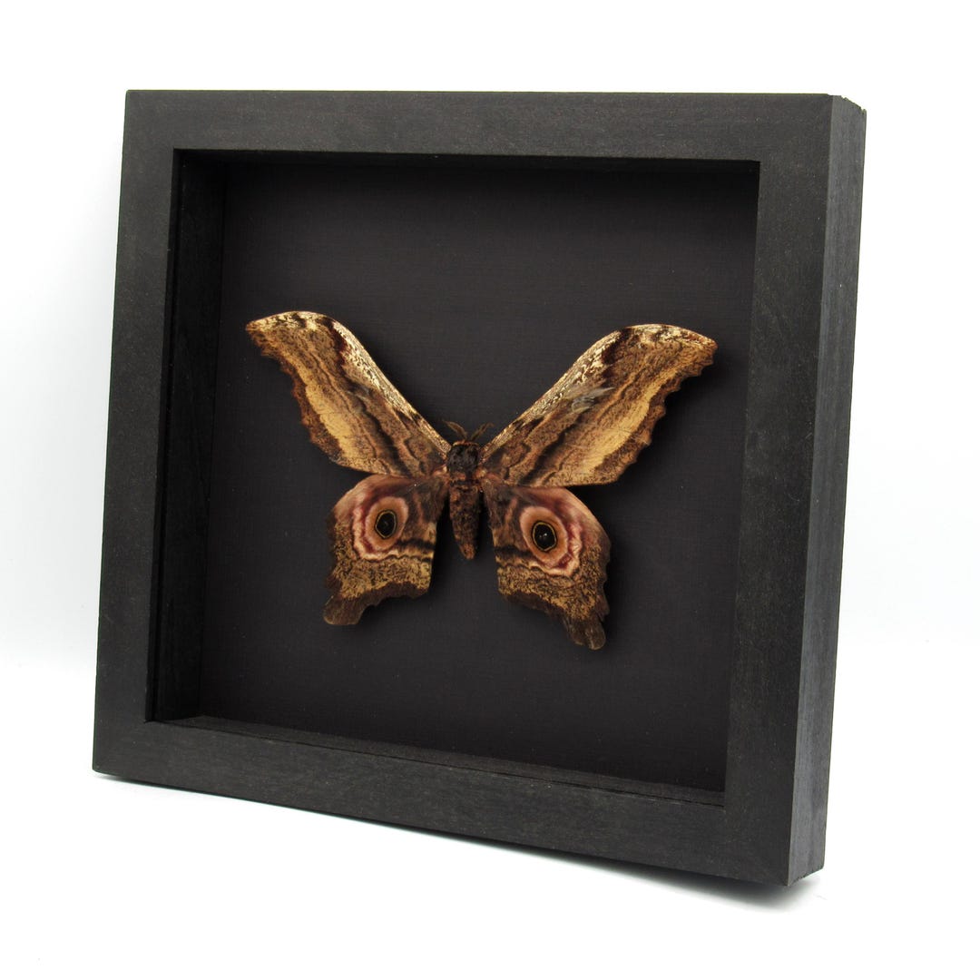 Rare Giant Saturn Moth Framed Specimen - Athletes Nyansae - Minor ...