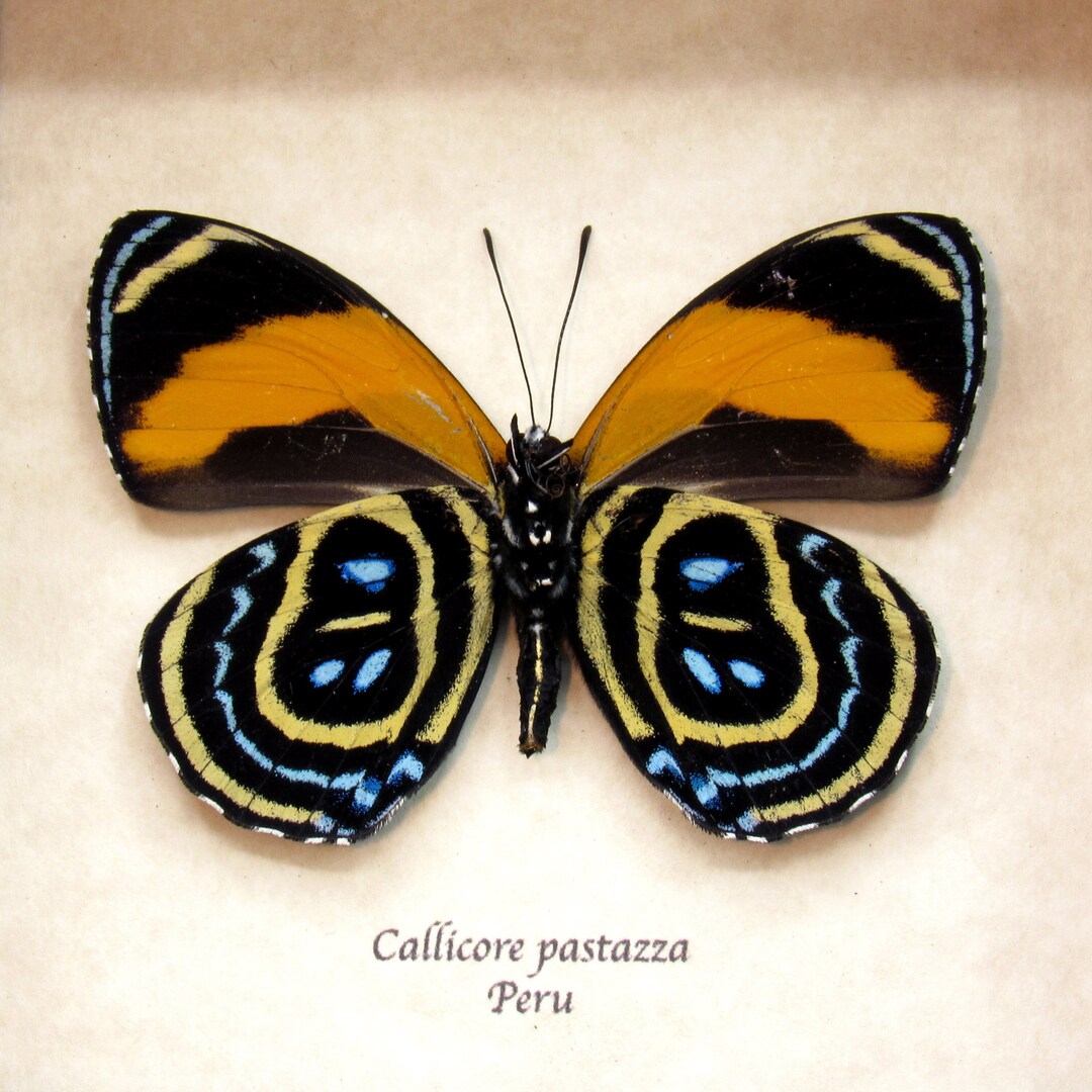 Real 88 Excelsior Butterfly Framed Taxidermy Callicore Pastazza - Etsy