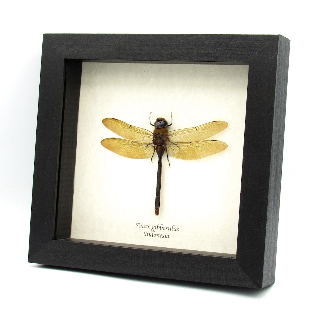 Real Giant Darner Dragonfly Taxidermy - Anax Gibbosulus - Etsy