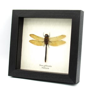 Real Giant Darner Dragonfly Taxidermy - Anax Gibbosulus - Etsy