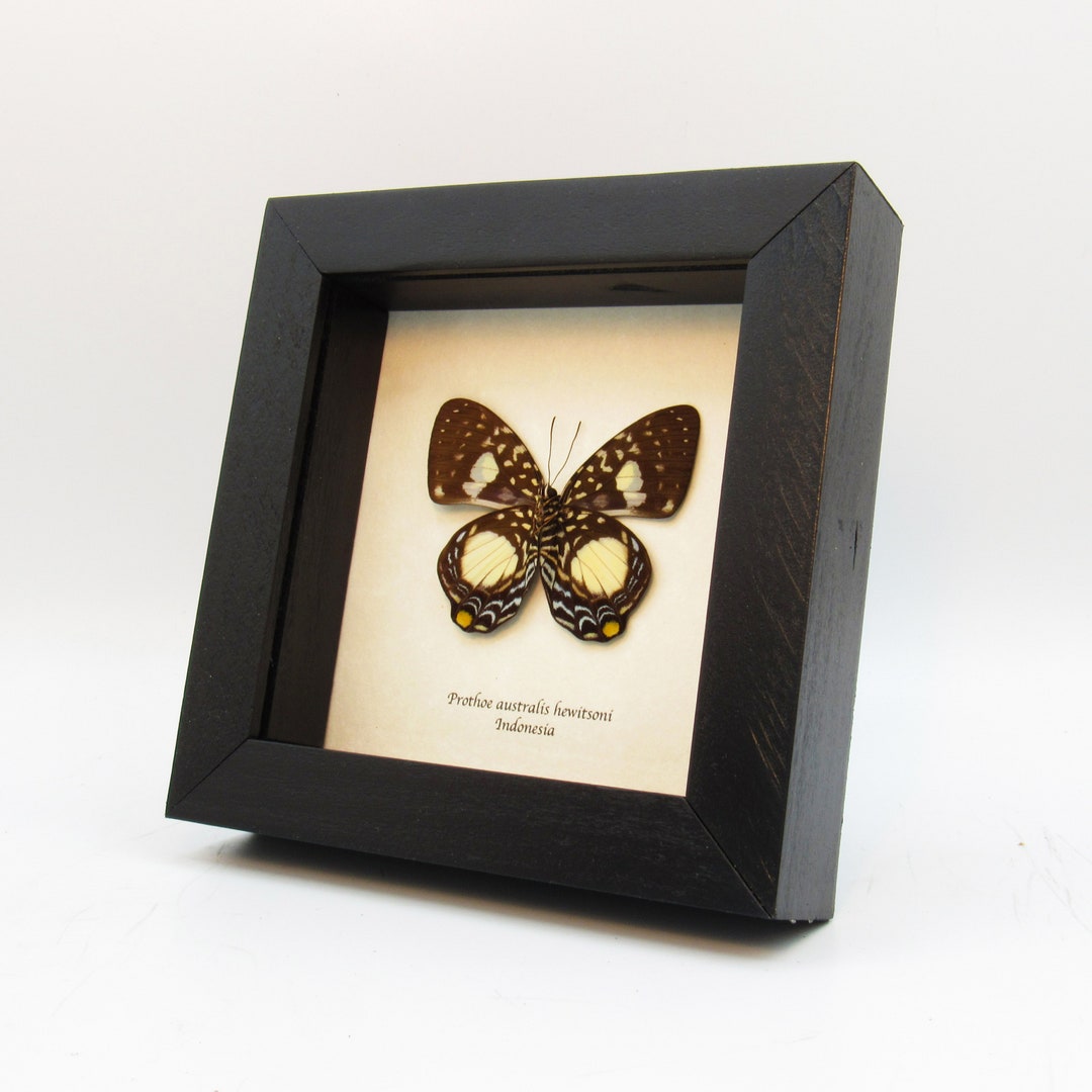 Real Framed Taxidermy Butterfly - Prothoe Australis Hewitsoni - Etsy