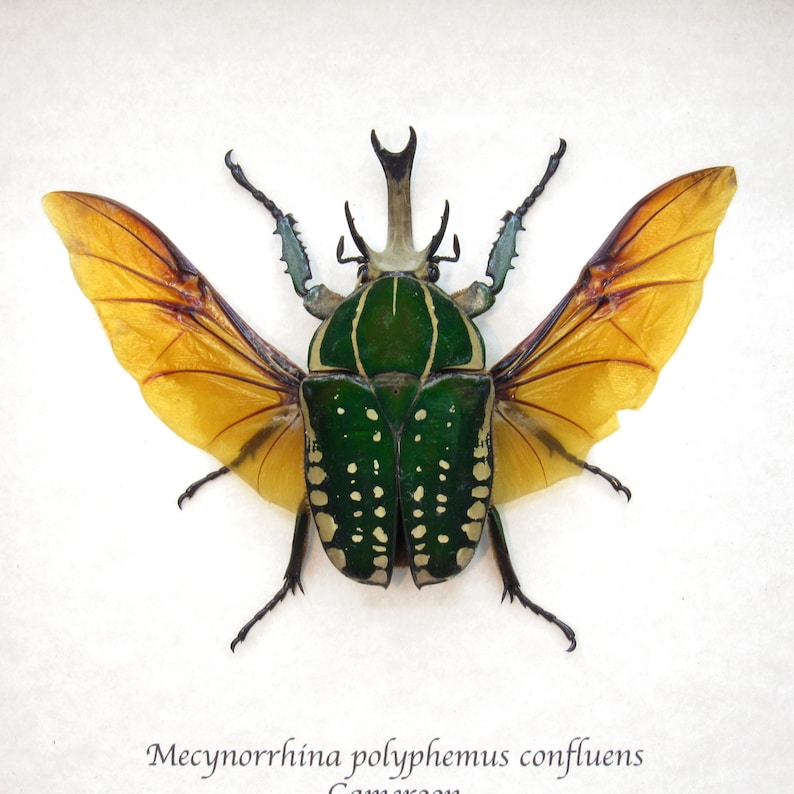 Very Large Real Scarab Beetle Framed Taxidermy Mecynorrhina - Etsy