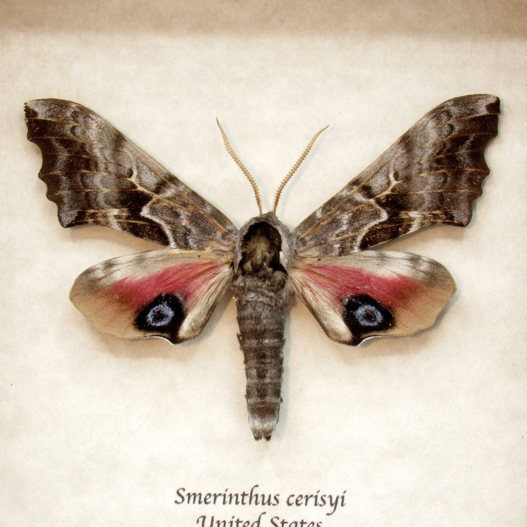 Real One Eyed Sphinx Moth Framed Taxidermy Smerinthus Cerisyi - Etsy