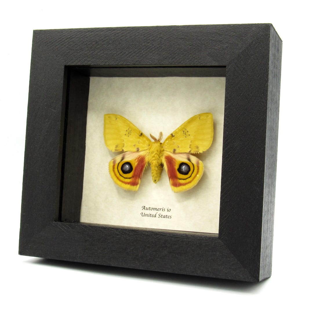 Real Yellow Io Moth Framed Taxidermy - Automeris Io - Etsy
