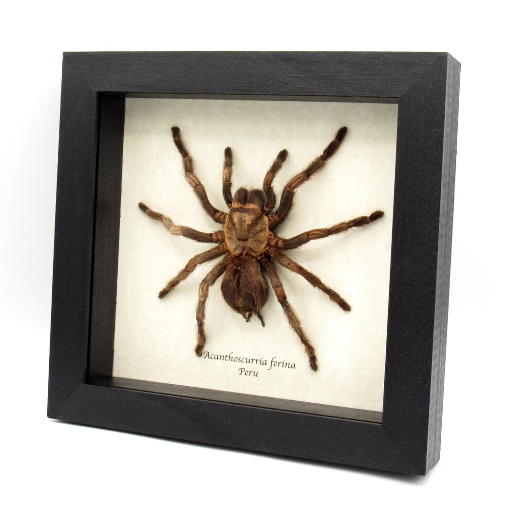 Real Rusty Birdeater Tarantula Framed Taxidermy - Acanthoscurria Ferina ...