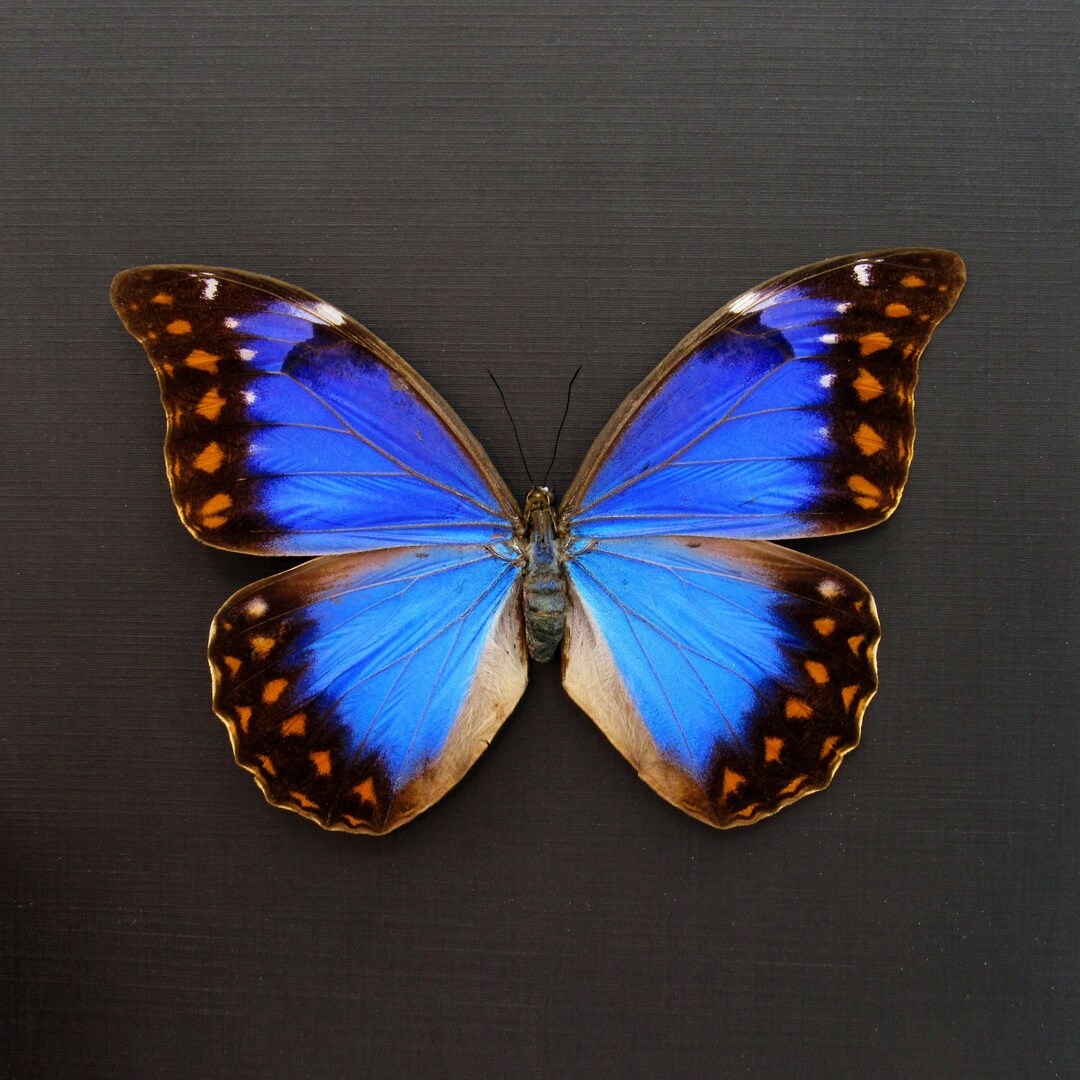 Large and Stunning Rare Female Blue Morpho Butterfly, Morpho Anaxibia ...