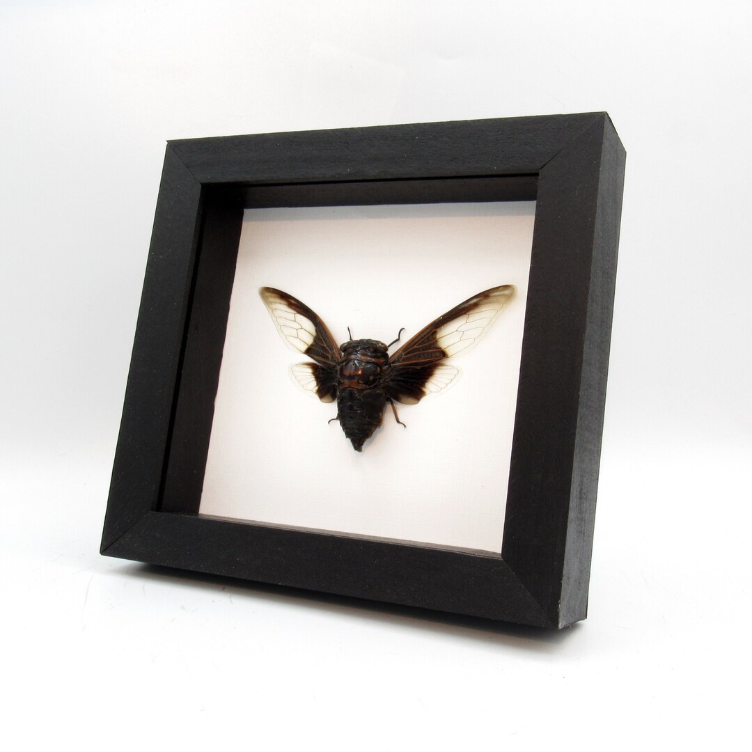 Real Batwing Cicada Framed Taxidermy - Cryptotympana Aquila - Etsy