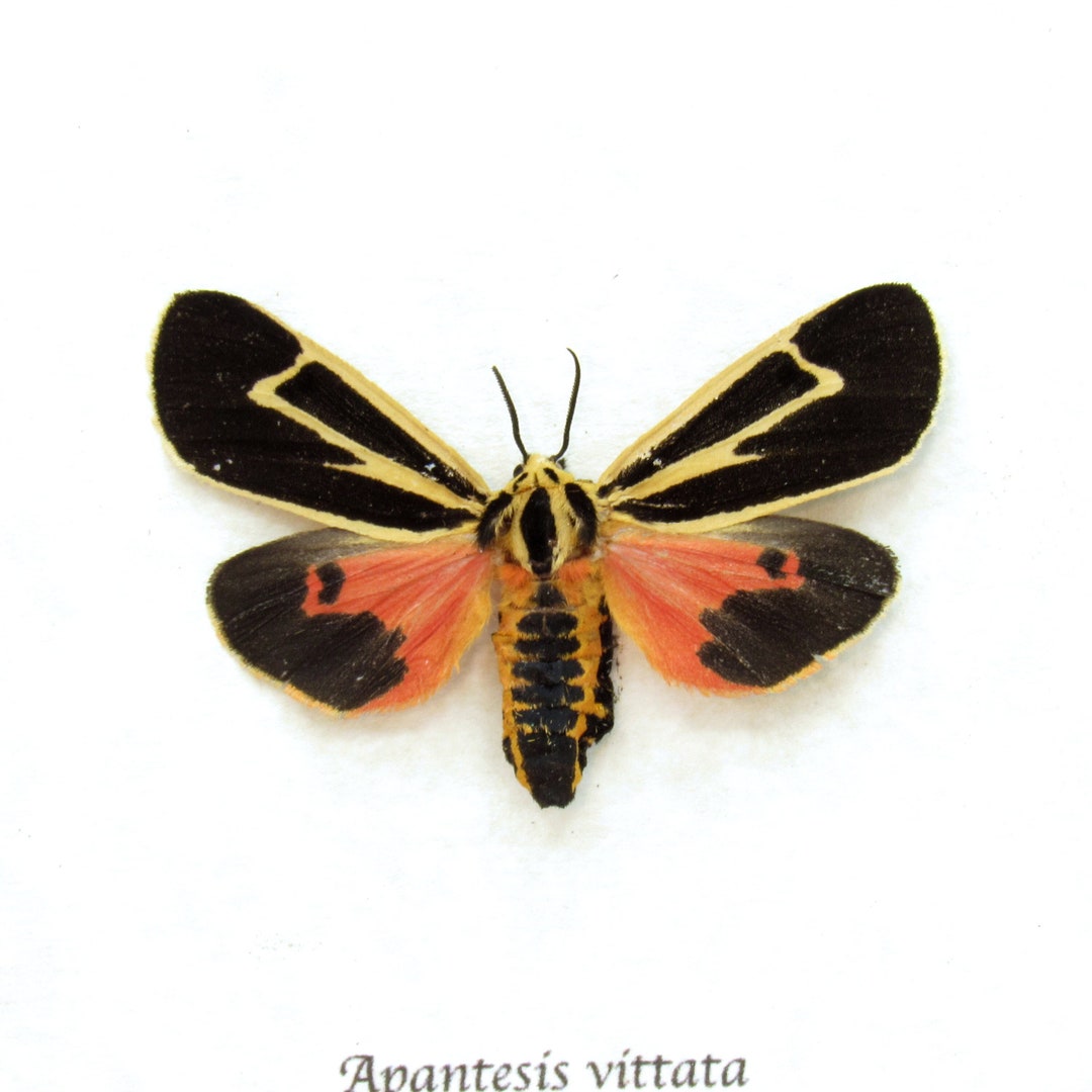 Real Red Banded Tiger Moth Framed Taxidermy - Apantesis Vittata - Etsy