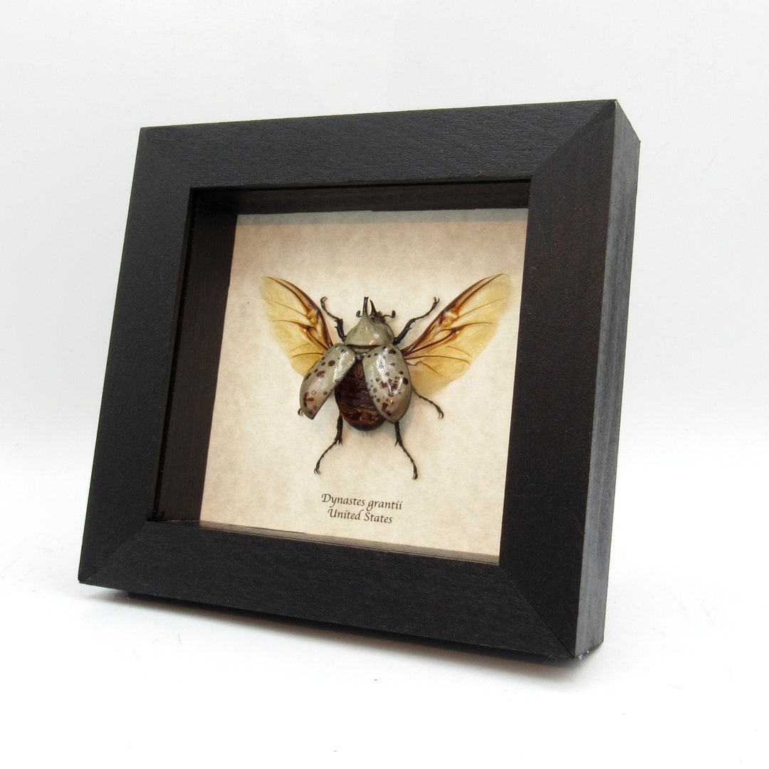 Real Western Hercules Beetle Framed Taxidermy - Dynastes Grantii - Etsy