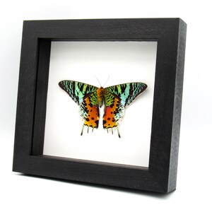 Real Large Female Rainbow Sunset Moth Framed - Urania Ripheus ...