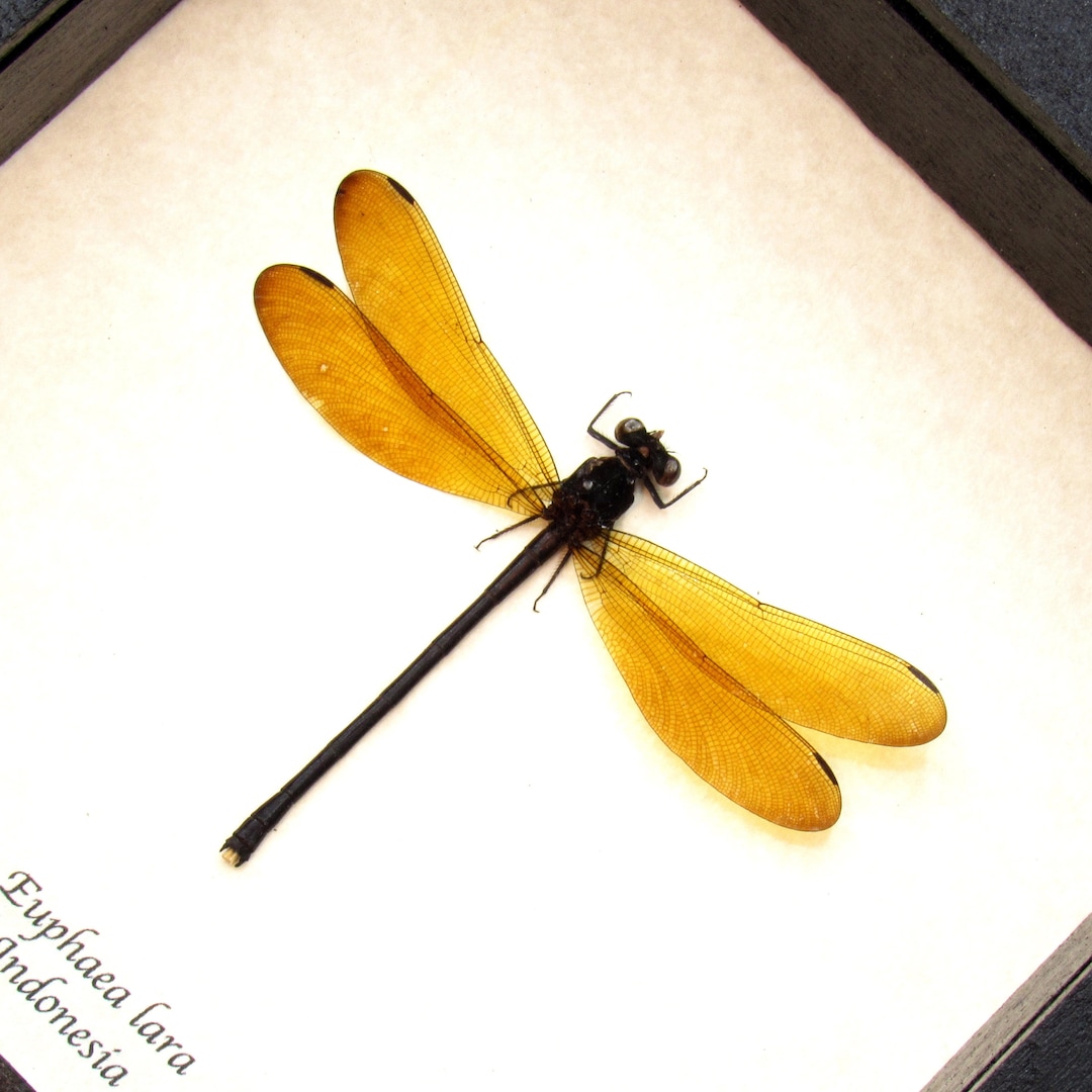 Real Dragonfly Framed Taxidermy Euphaea Lara - Etsy