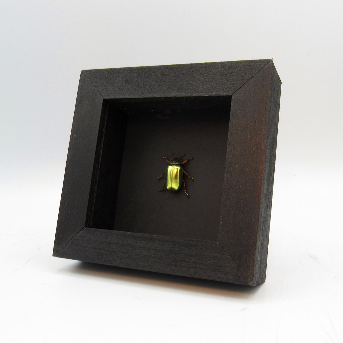 Real Gold Metallic Jewel Beetle Chrysina Resplendens - Etsy