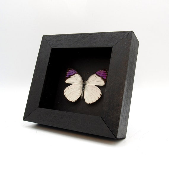 Real Purple Tip Butterfly Framed Taxidermy Colotis Regina | Etsy