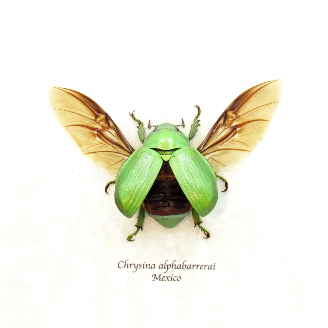 Real Green Jewel Scarab Beetle Framed Taxidermy - Chrysina ...