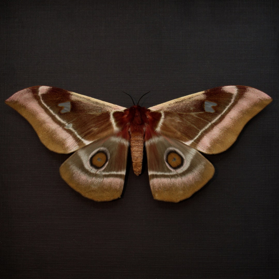 Real Giant Pink Madagascar Emperor Moth Framed Taxidermy Bunaea Aslauga ...