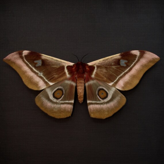Real Giant Pink Madagascar Emperor Moth Framed Taxidermy - Etsy